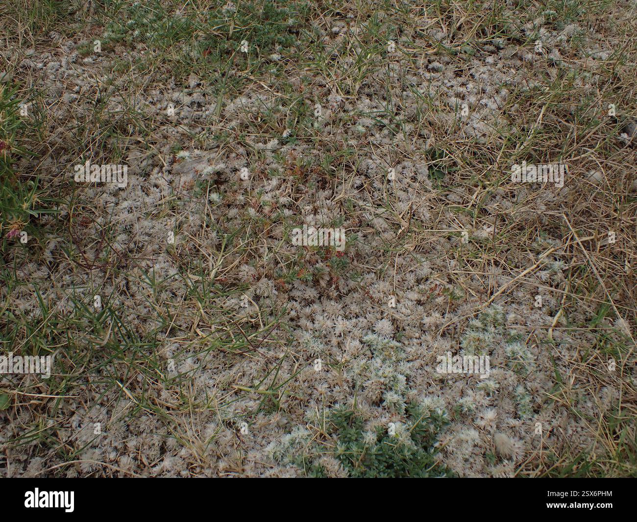 Algerian Tea (Paronychia argentea), Plantae, 64600 Anglet, France Stock ...