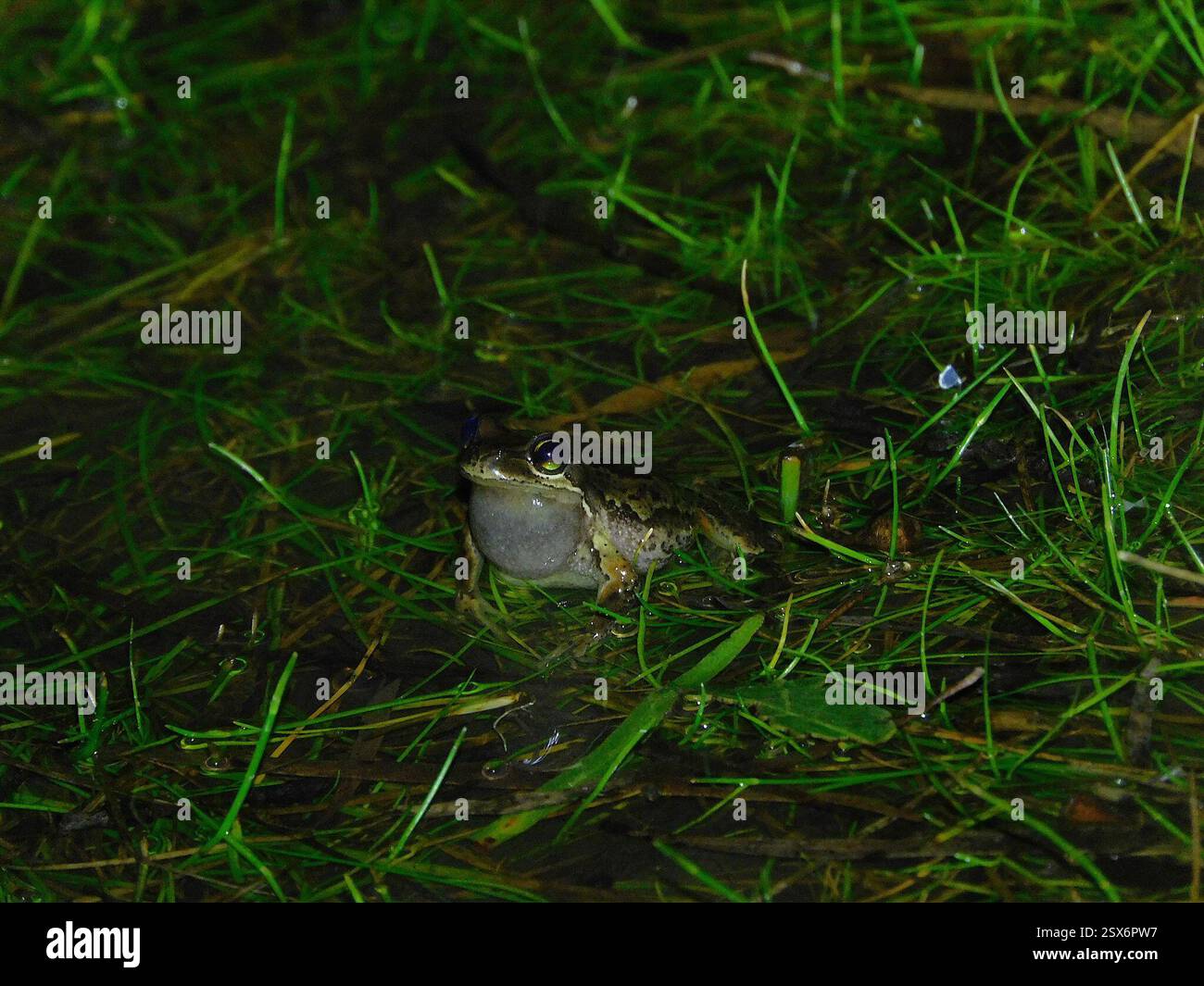 Brown Tree Frog (Litoria ewingii), Amphibia, Hobart TAS, Australia ...