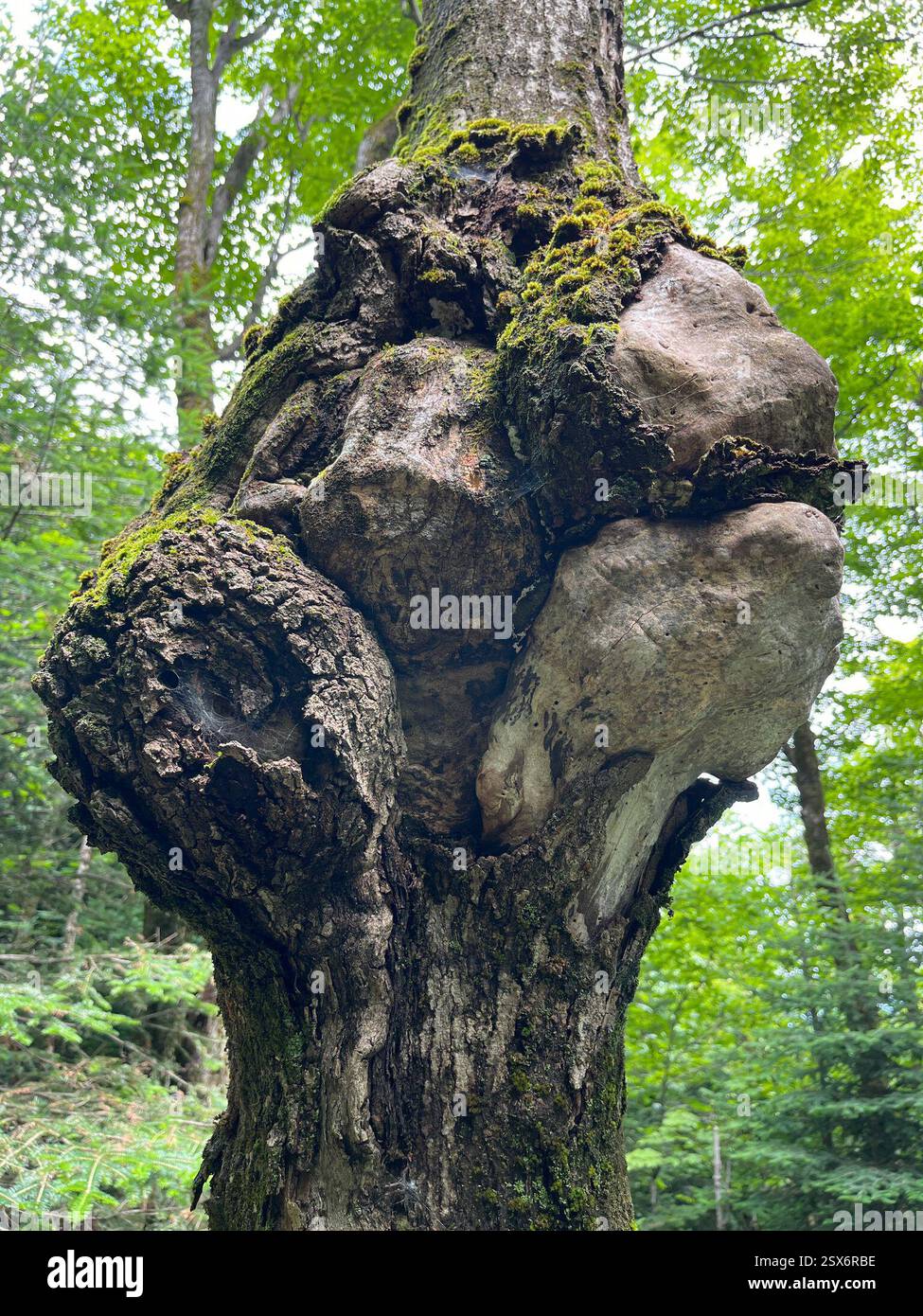 sugar maple (Acer saccharum), Plantae, Mount Ascutney State Park ...