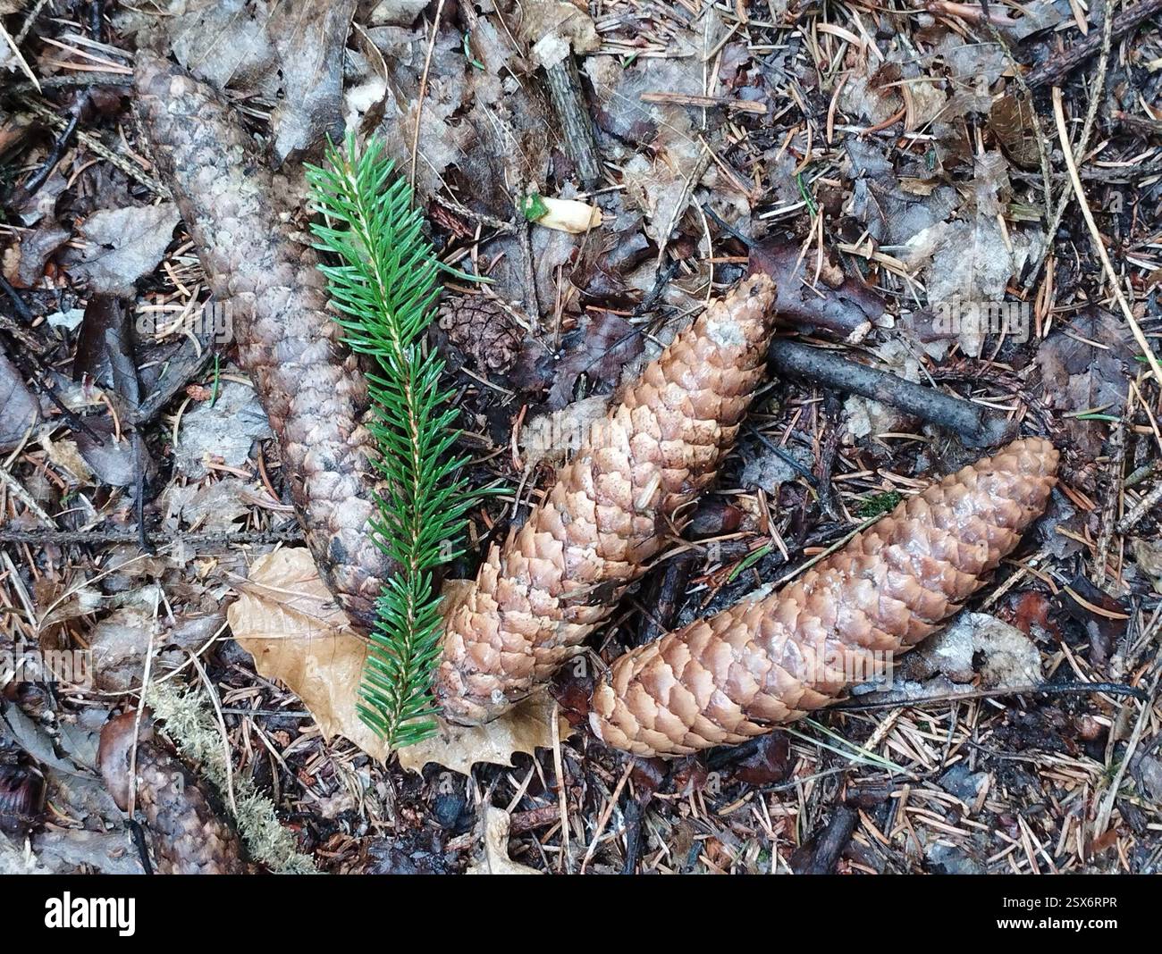 Norway spruce (Picea abies), Plantae, West End, Southampton SO30 3AZ ...