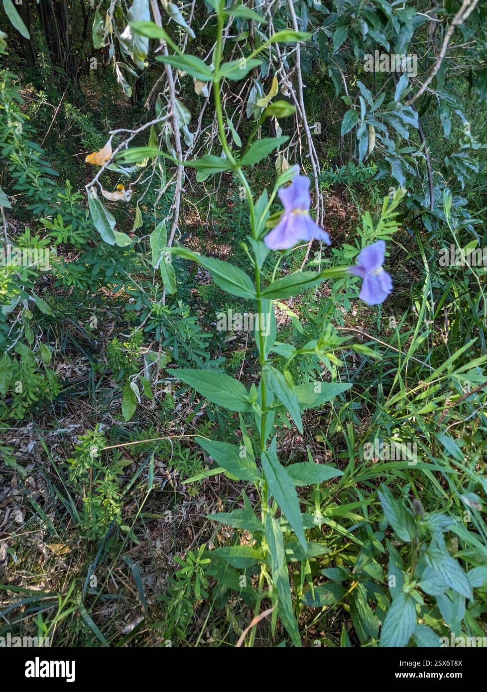 Allegheny monkeyflower (Mimulus ringens), Plantae, White Post, VA 22663 ...