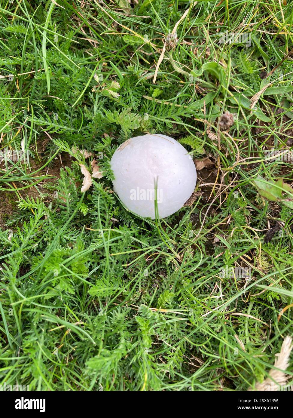 Meadow Puffball (Lycoperdon pratense), Fungi, Ham Hill Country Park ...