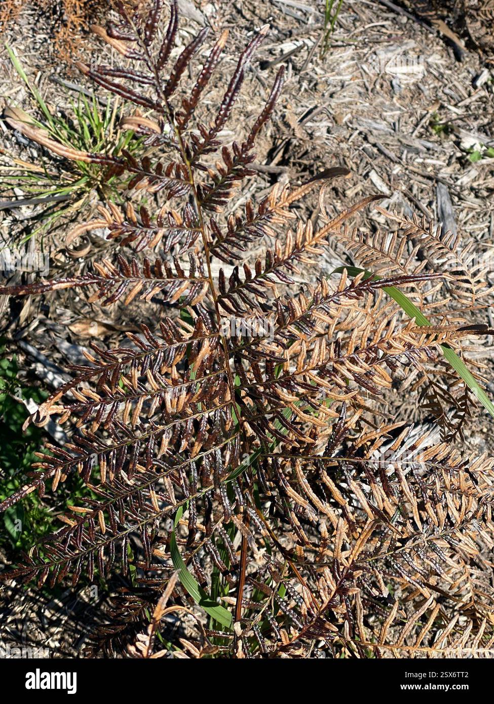Austral Bracken (Pteridium esculentum), Plantae, Bloomfield Esplanade ...