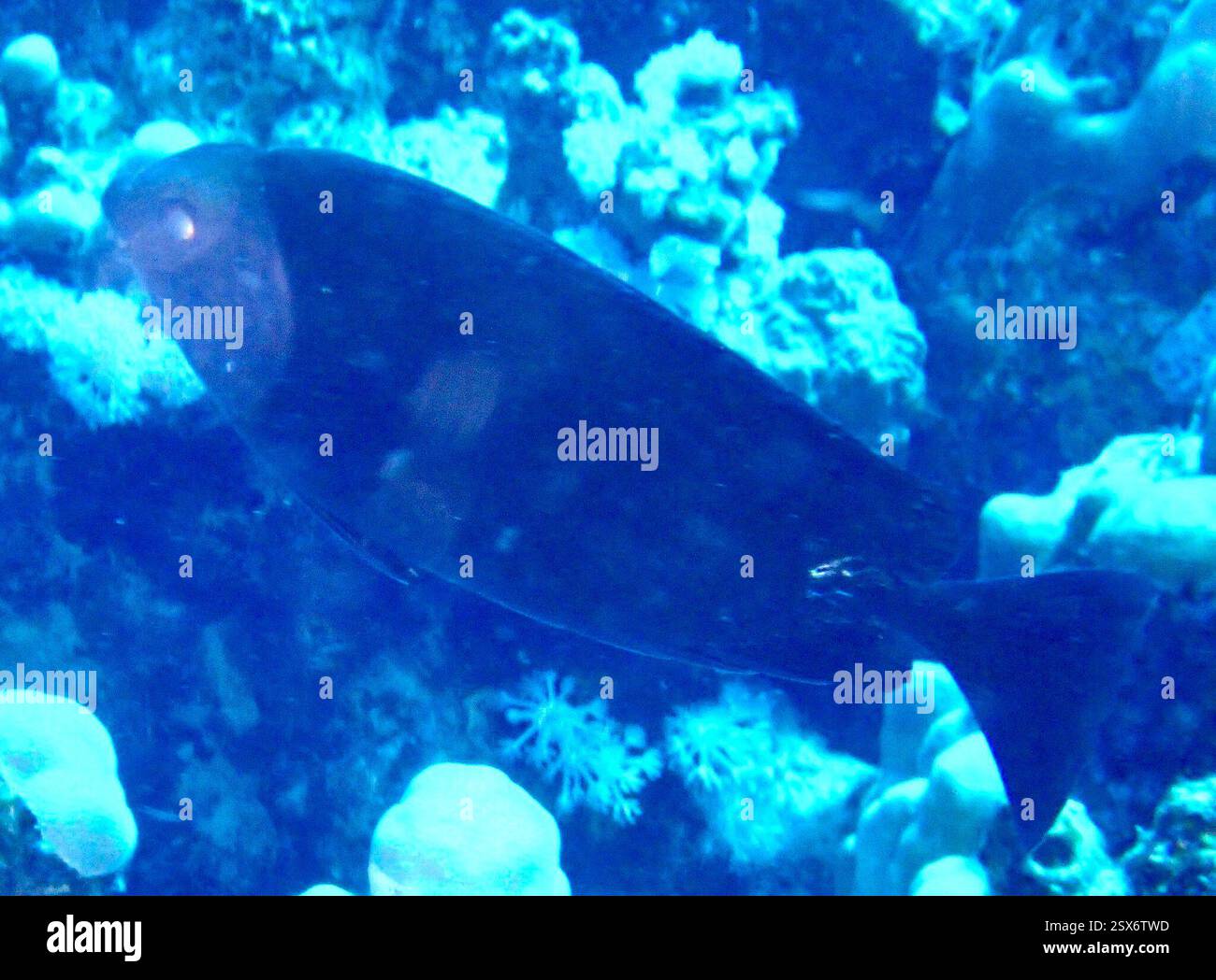 Dusky Spinefoot (Siganus luridus), Actinopterygii, Dibab, Red Sea, EG ...