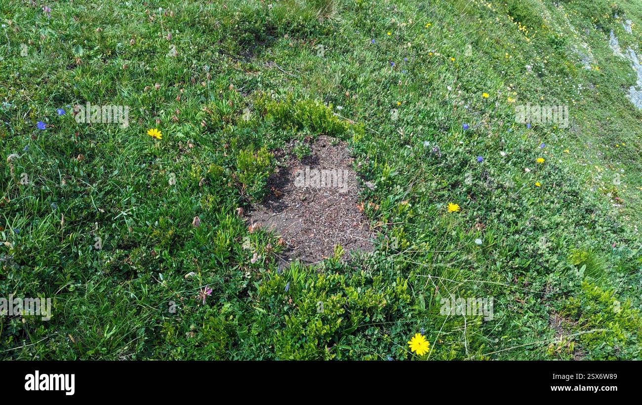 exsecta-group Wood and Mound Ants (Formica exsecta), Insecta, 1907 ...