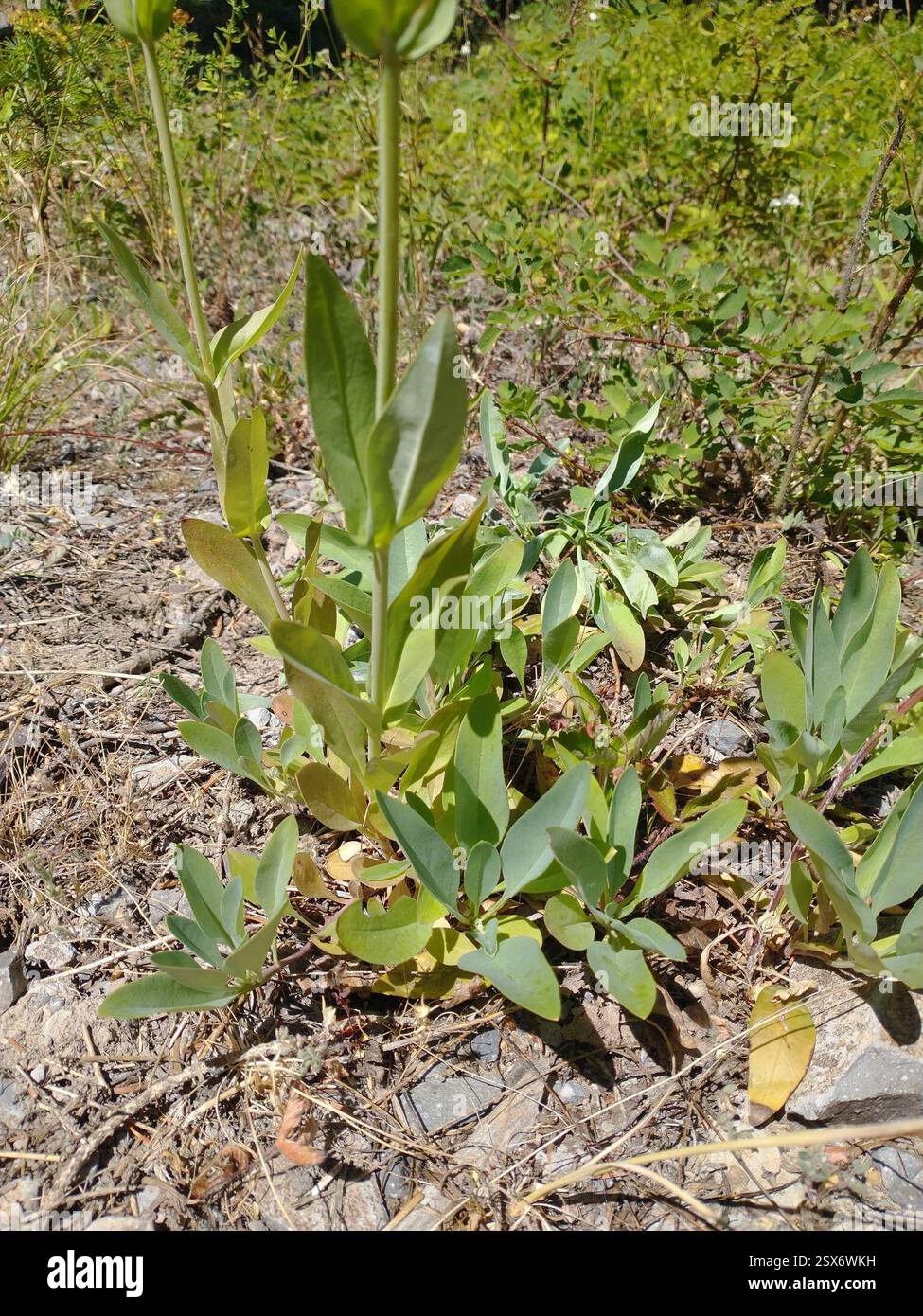 Glaucous Beardtongue (Penstemon euglaucus), Plantae, The Dalles, OR ...