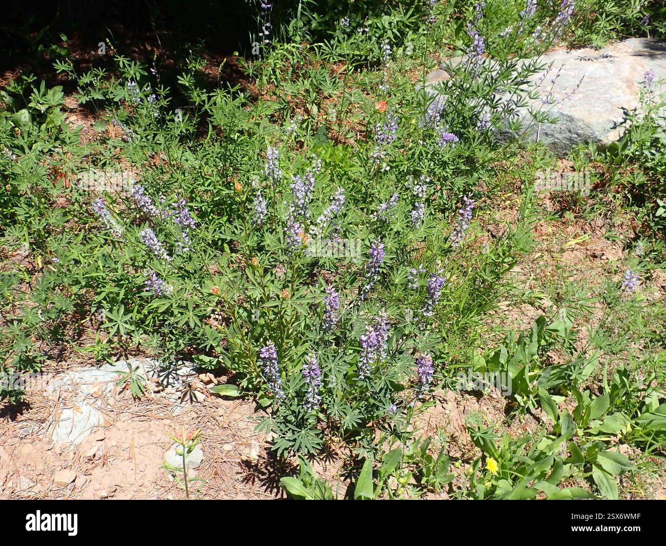 Longspur Lupine (Lupinus arbustus), Plantae, Near Round Lake trailhead, Gold Lake Hwy, Sierra ...
