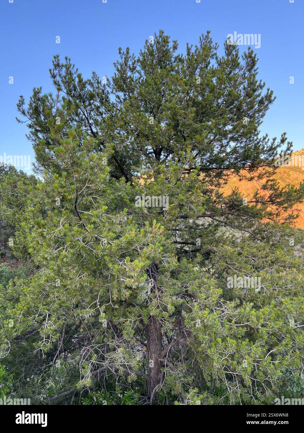 Mexican pinyon (Pinus cembroides), Plantae, Big Bend National Park ...