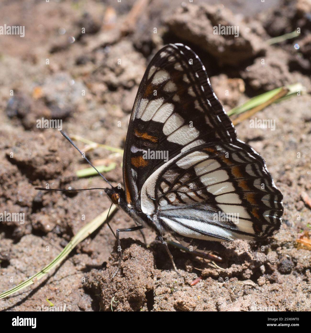 Weidemeyer's Admiral (Limenitis weidemeyerii), Insecta, Coconino County ...