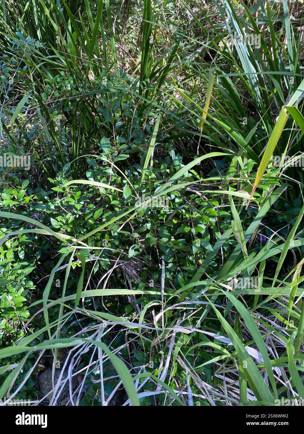 Waterberries (Syzygium), Plantae, Beaudesert - Pt C, AU-QL, AU Stock ...