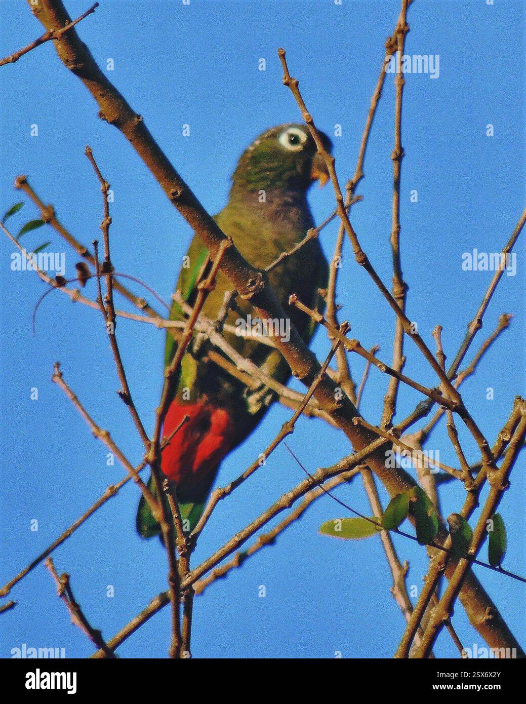 Scaly-headed Parrot (Pionus maximiliani), Aves, Anta, Salta, Argentina ...