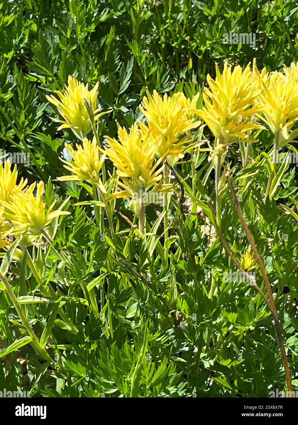 Christ's Indian paintbrush (Castilleja christii), Plantae, Cassia ...