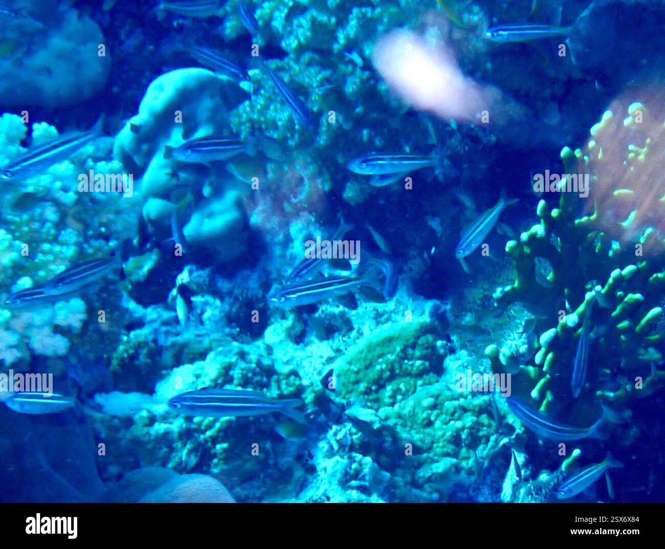 Ray-finned Fishes (Actinopterygii), Actinopterygii, Red Sea, Red Sea ...