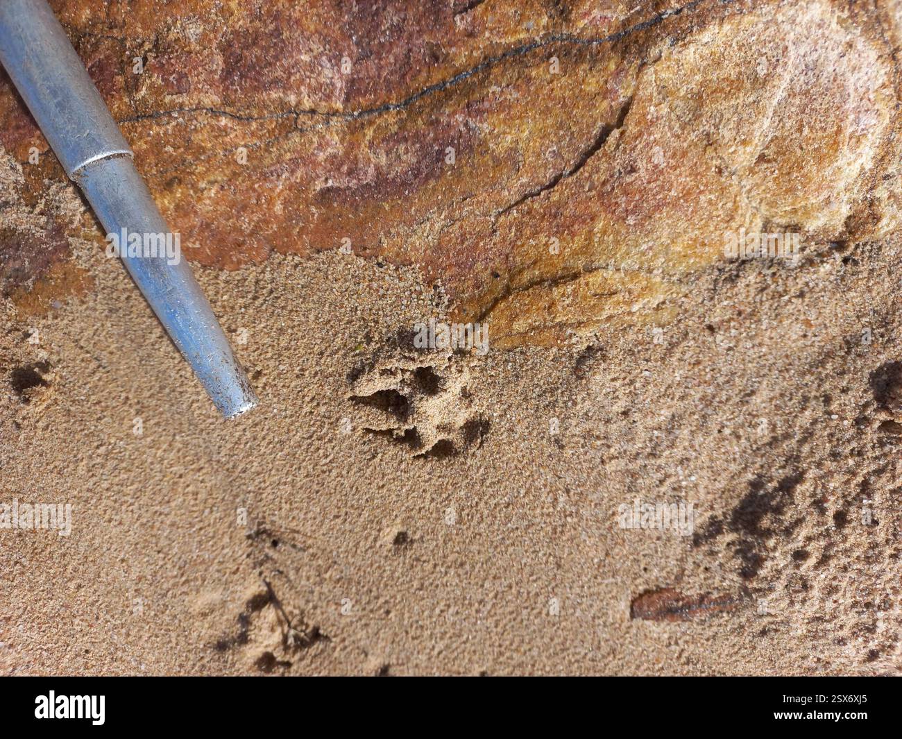 Cape Grey Mongoose (Herpestes pulverulentus), Mammalia, Cape Peninsula ...