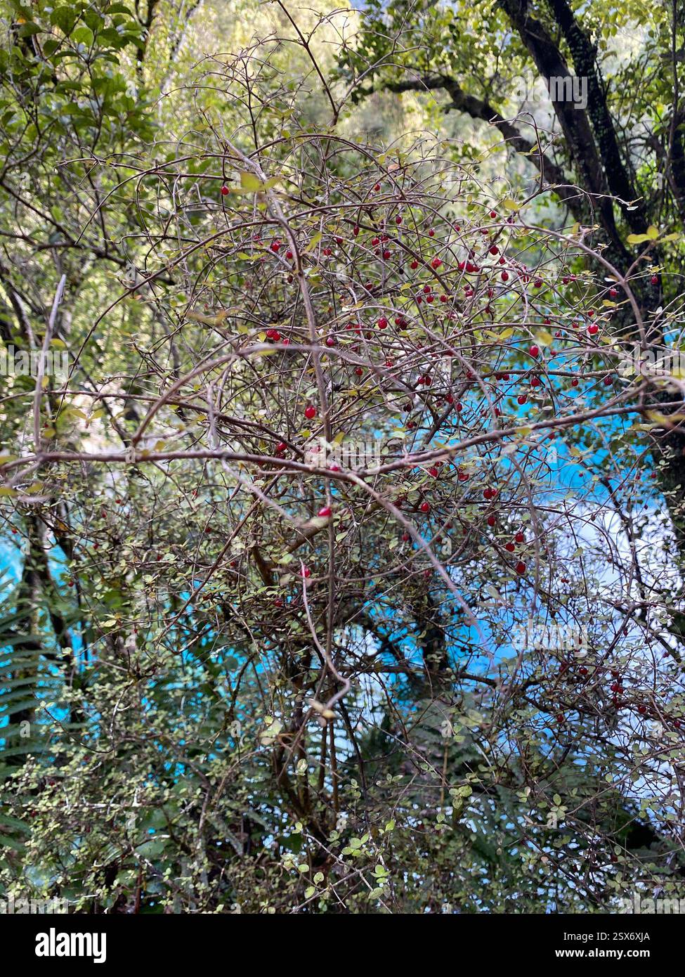 Twiggy coprosma (Coprosma rhamnoides), Plantae, Hokitika Gorge Scenic ...