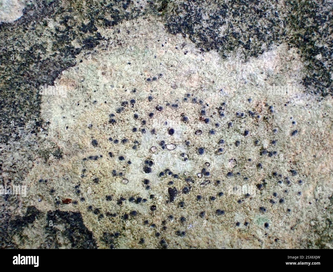 (Verrucaria muralis), Fungi, Tiffany Falls, Hamilton, ON L9G 3K9 ...