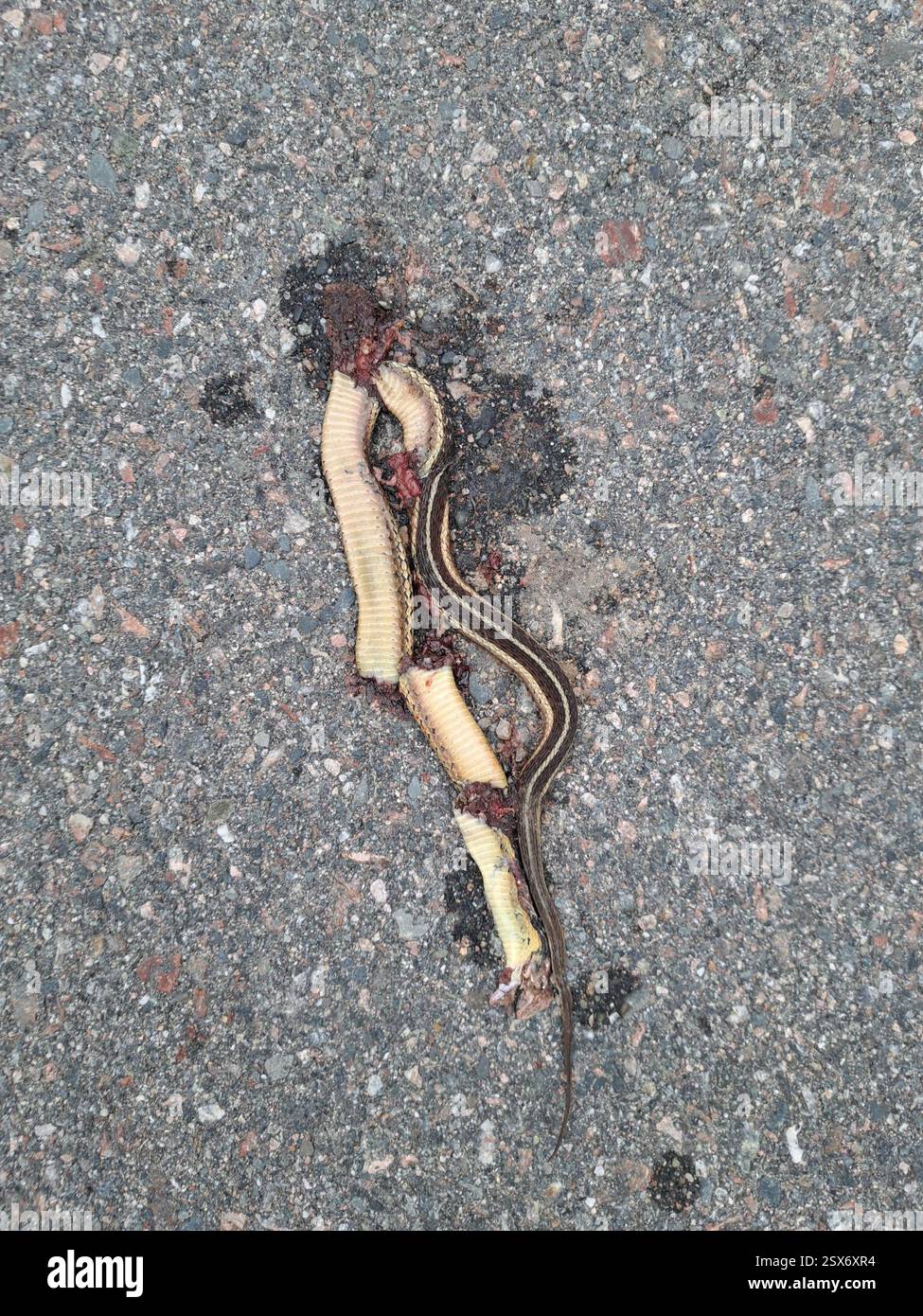 Eastern Garter Snake (Thamnophis sirtalis sirtalis), Reptilia ...