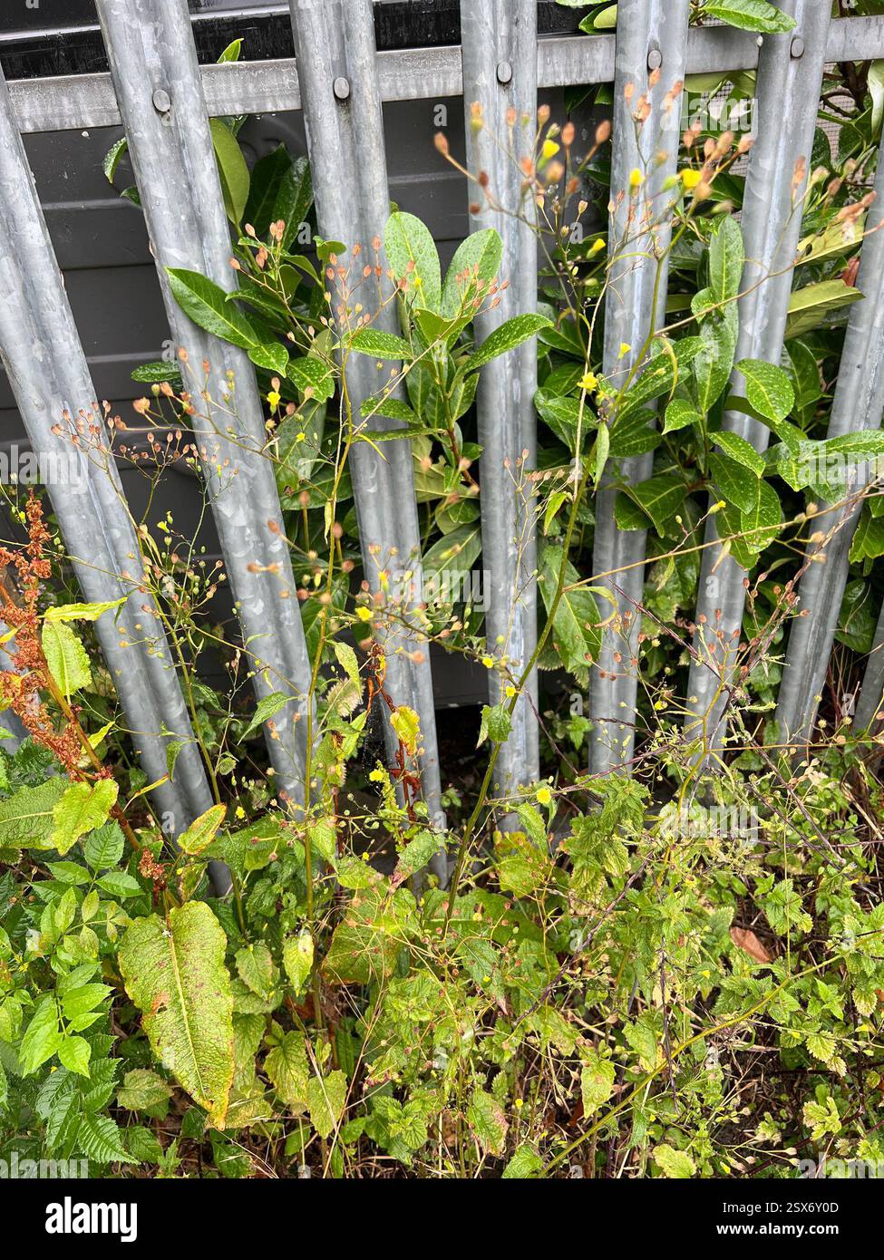 nipplewort (Lapsana communis), Plantae, Eastwood Road, Rayleigh ...