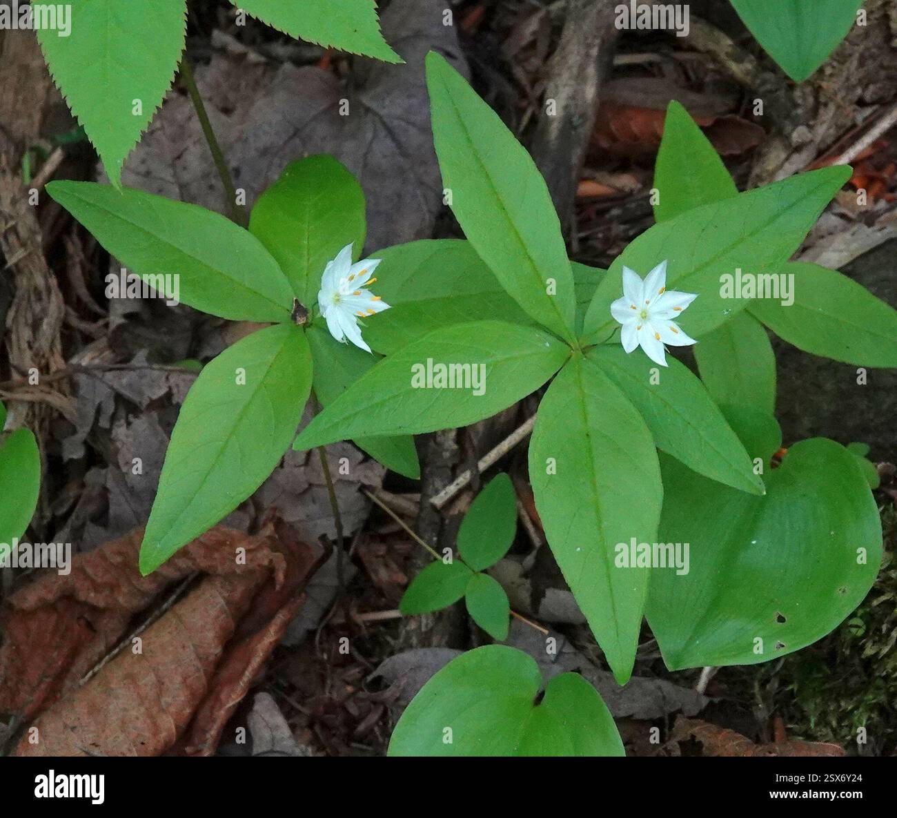 northern starflower (Lysimachia borealis), Plantae, Bells Corners ...