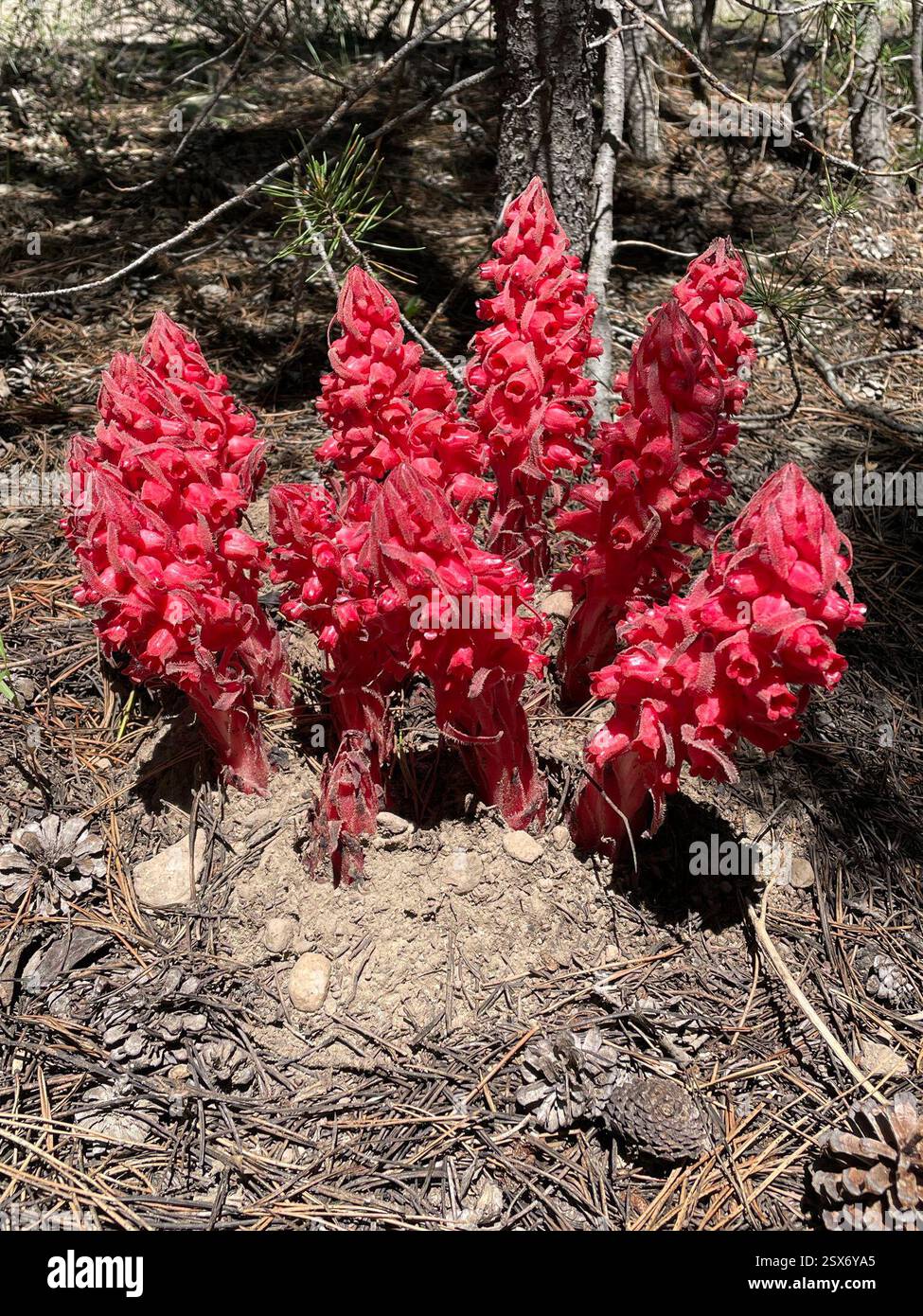 Snowplant (Sarcodes sanguinea), Plantae, Donner Memorial State Park ...