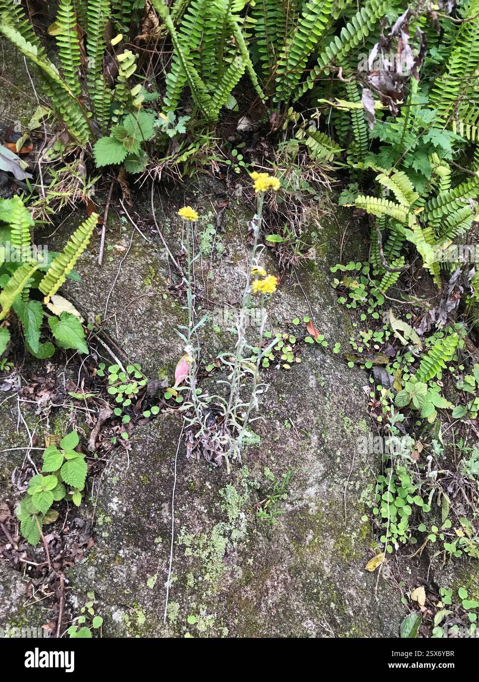 Cotton Weed (Pseudognaphalium affine), Plantae, Shimokoshikicho Aose ...