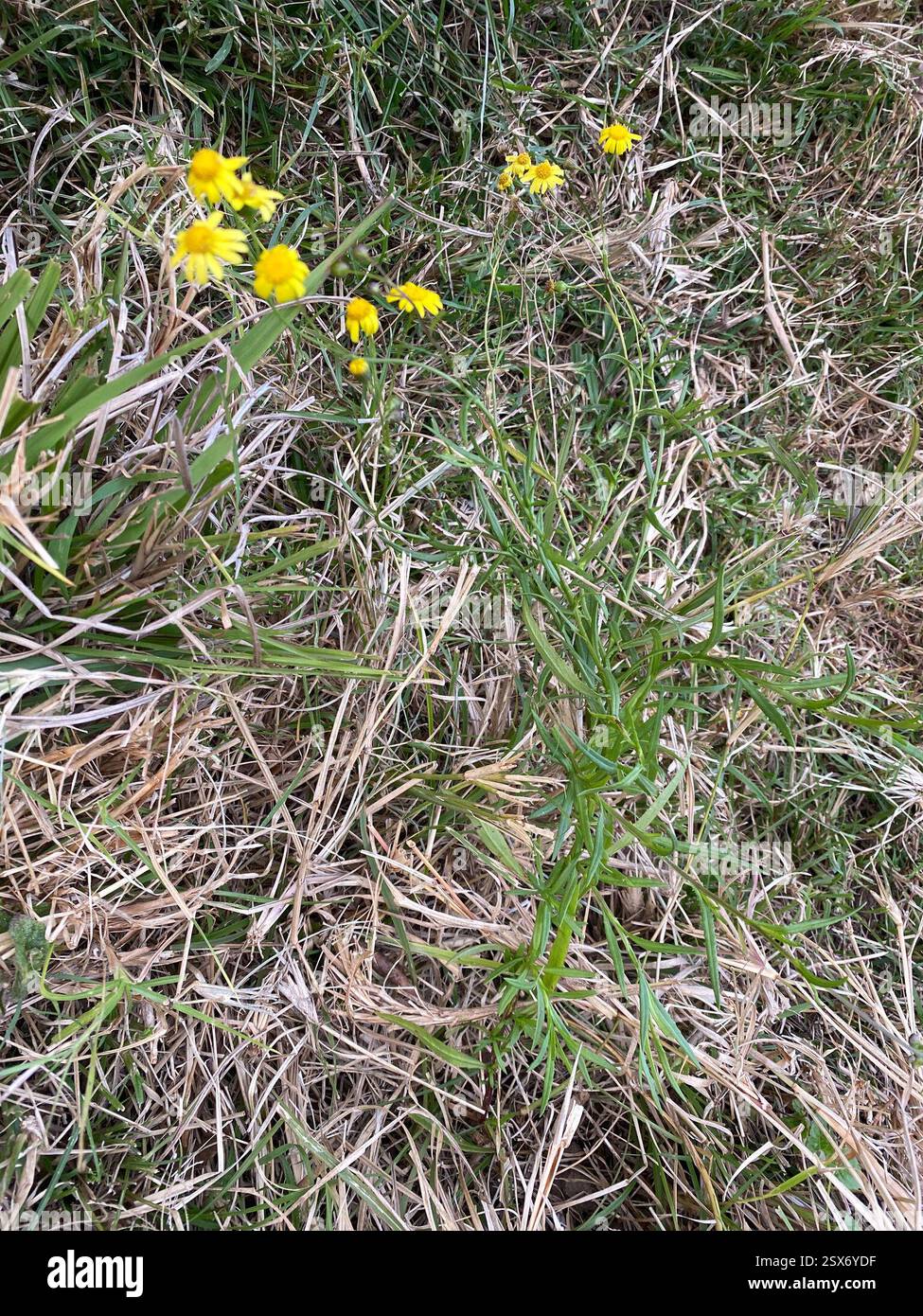Madagascar Ragwort (Senecio madagascariensis), Plantae, Beaudesert - Pt ...