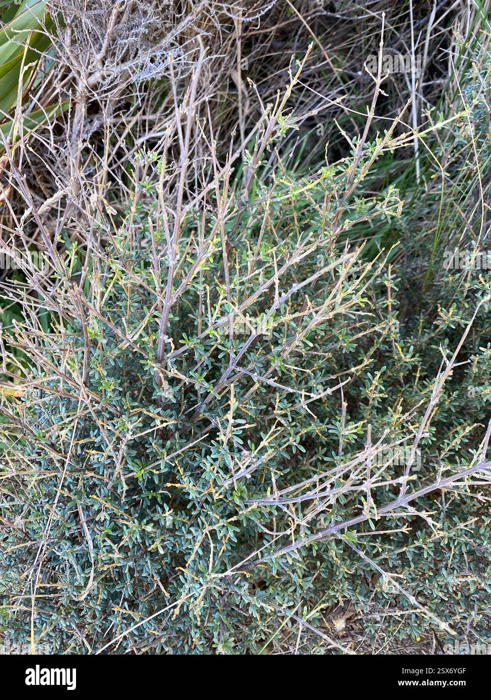 Coastal tree daisy (Olearia solandri), Plantae, Wellington, NZ-WG, NZ ...
