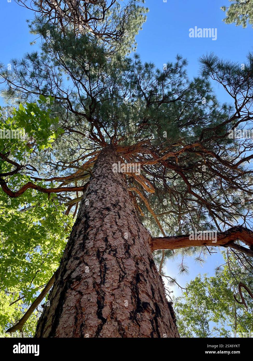 Southwestern Ponderosa Pine (Pinus brachyptera), Plantae, Bandelier ...