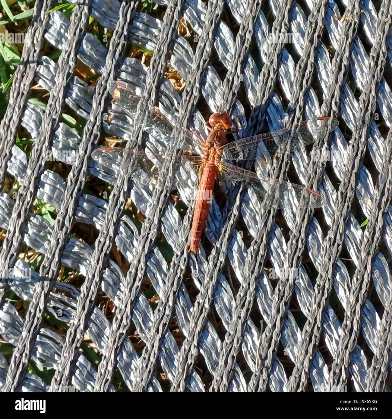 Little Scarlet (Crocothemis sanguinolenta), Insecta, Thaba Chweu Local ...