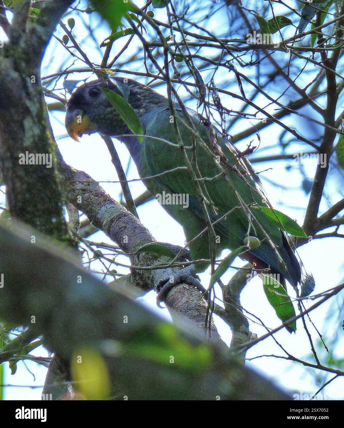 Scaly-headed Parrot (Pionus maximiliani), Aves, Gral Manuel Belgrano ...