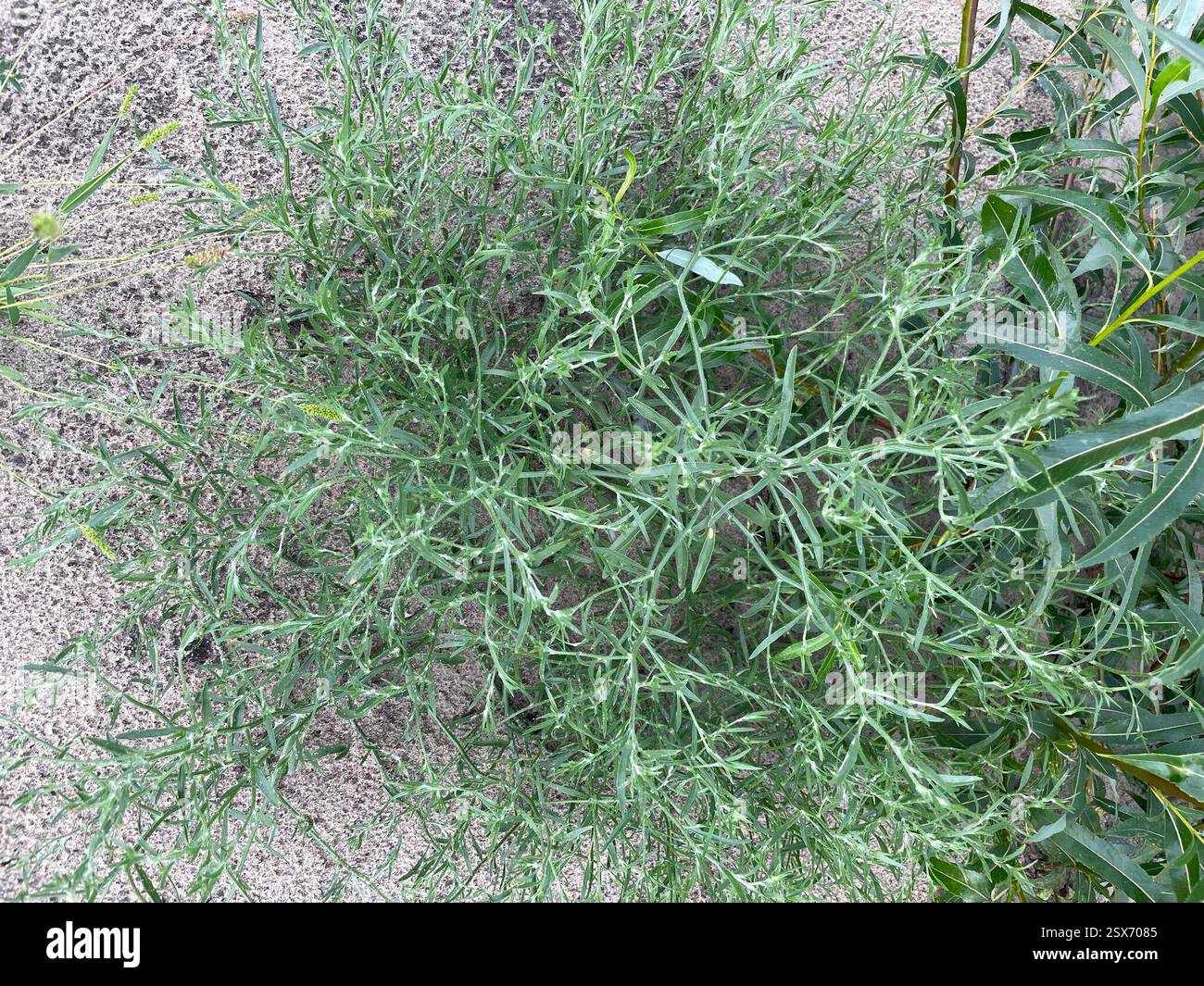 hyssop-leaved bugseed (Corispermum hyssopifolium), Plantae ...