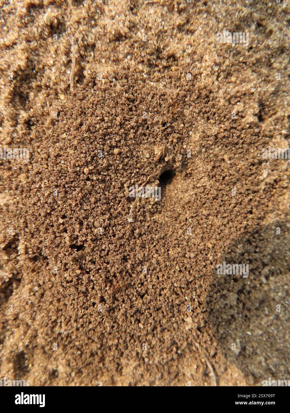 Turfgrass Ant (Lasius neoniger), Insecta, Sauk County, WI, USA Stock ...