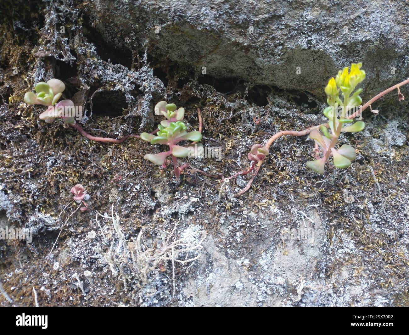 Oregon Stonecrop (Sedum oreganum), Plantae, Willamina, OR 97396, USA ...