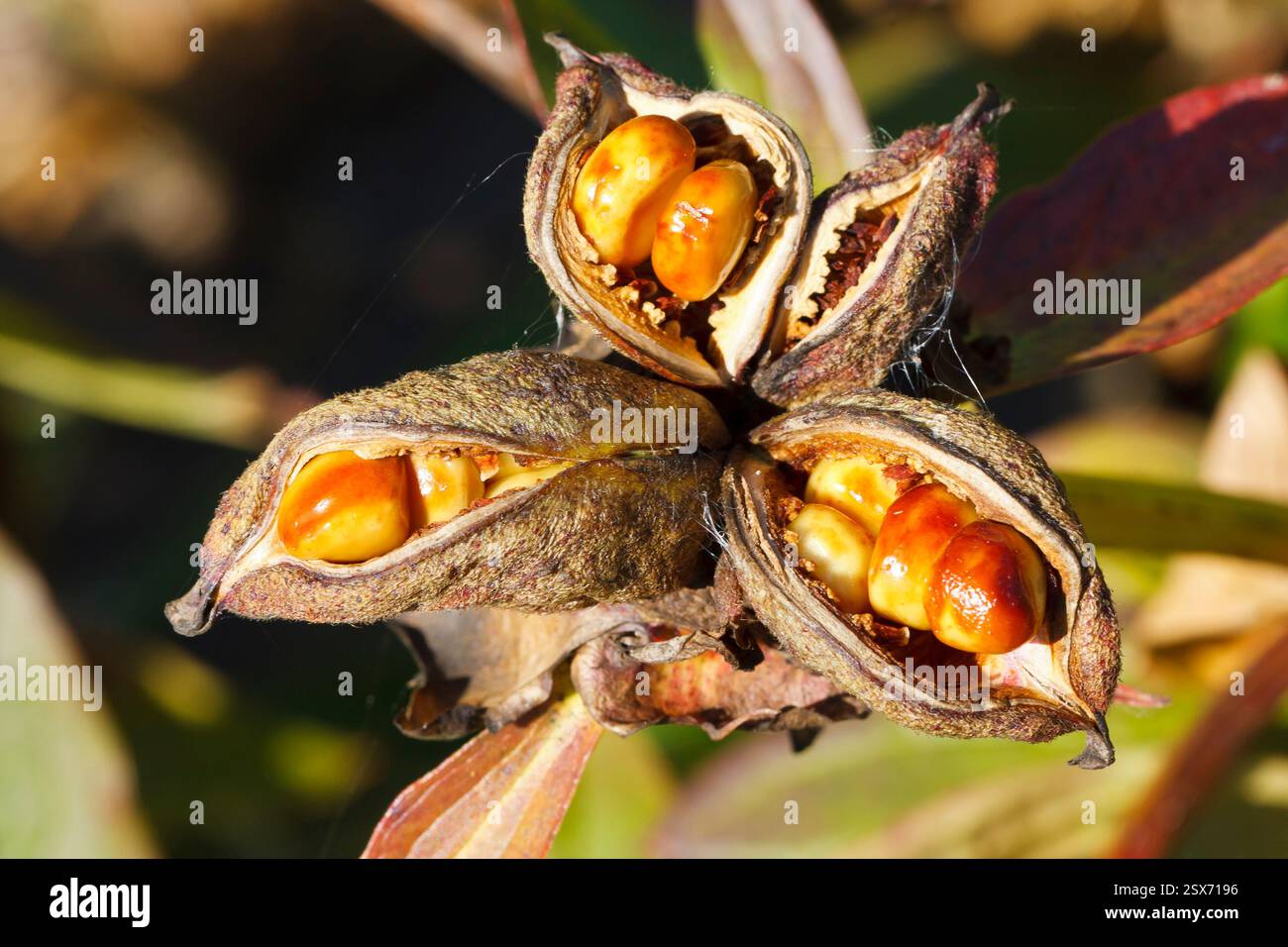 Cluster of nuts with their shells open, revealing the seeds inside. The ...