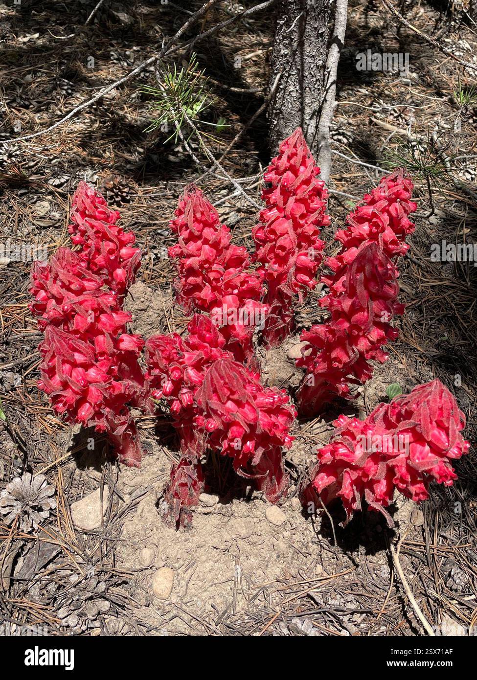 Snowplant (Sarcodes sanguinea), Plantae, Donner Memorial State Park ...