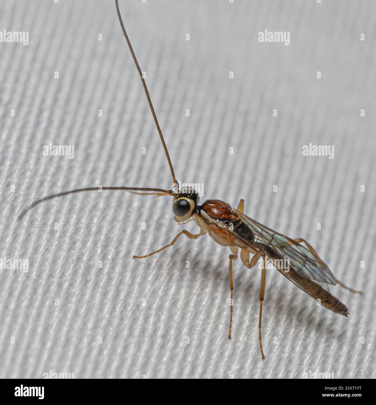 (Oedemopsis davisi), Insecta, 2508 Pine St, Philadelphia, PA 19103, USA ...