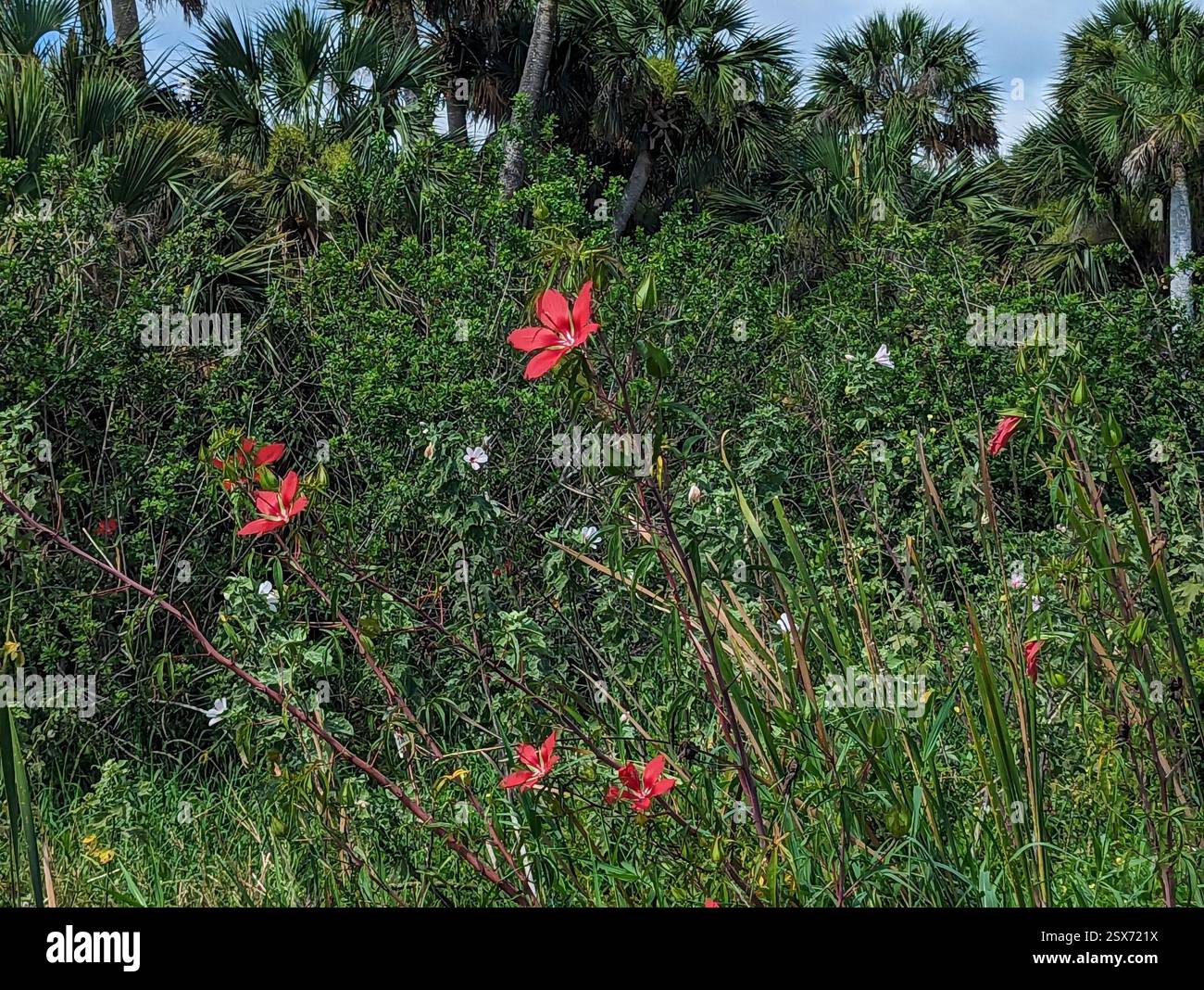 Scarlet Rosemallow (Hibiscus coccineus), Plantae, Florida, US Stock ...