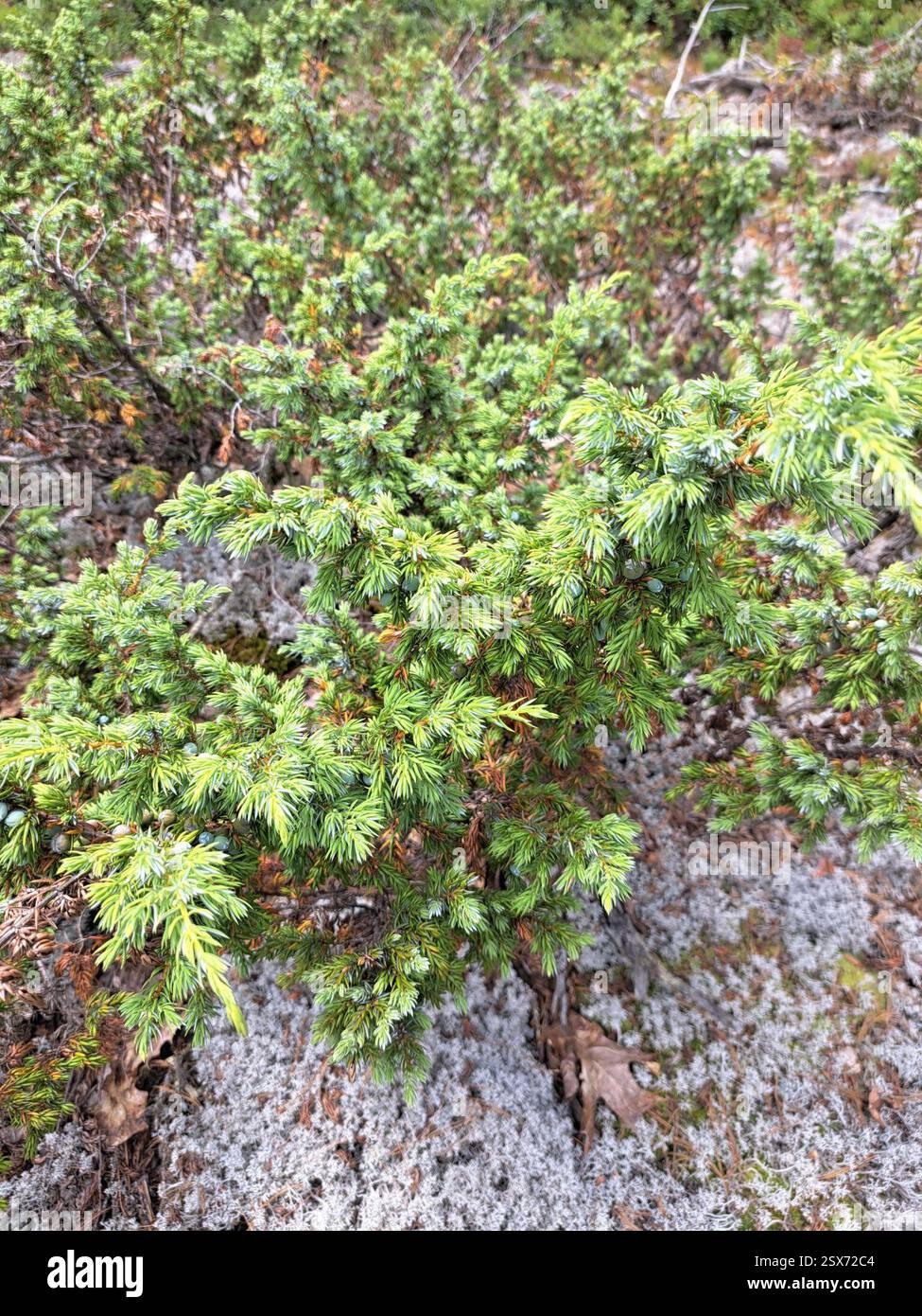 common juniper (Juniperus communis), Plantae, Tarbutt, ON, Canada Stock ...