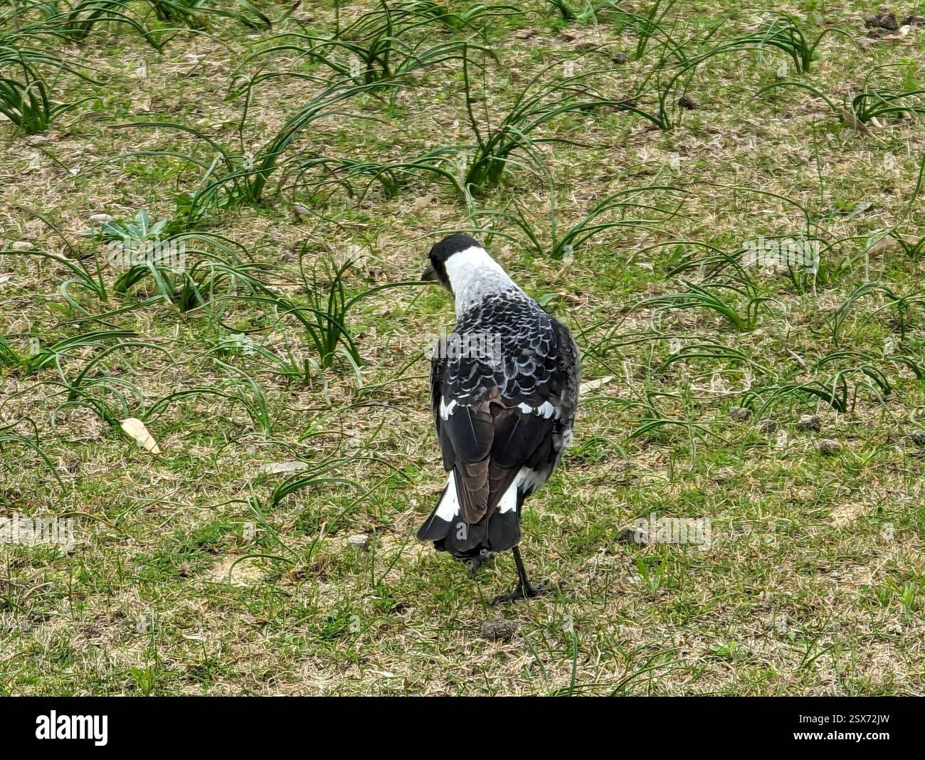 Australian Magpie (Gymnorhina tibicen), Aves, Western Australia, AU ...