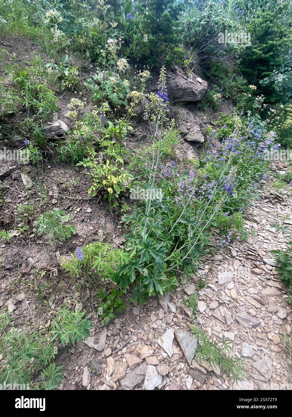 Subalpine Larkspur (Delphinium occidentale), Plantae, Cassia County, ID ...