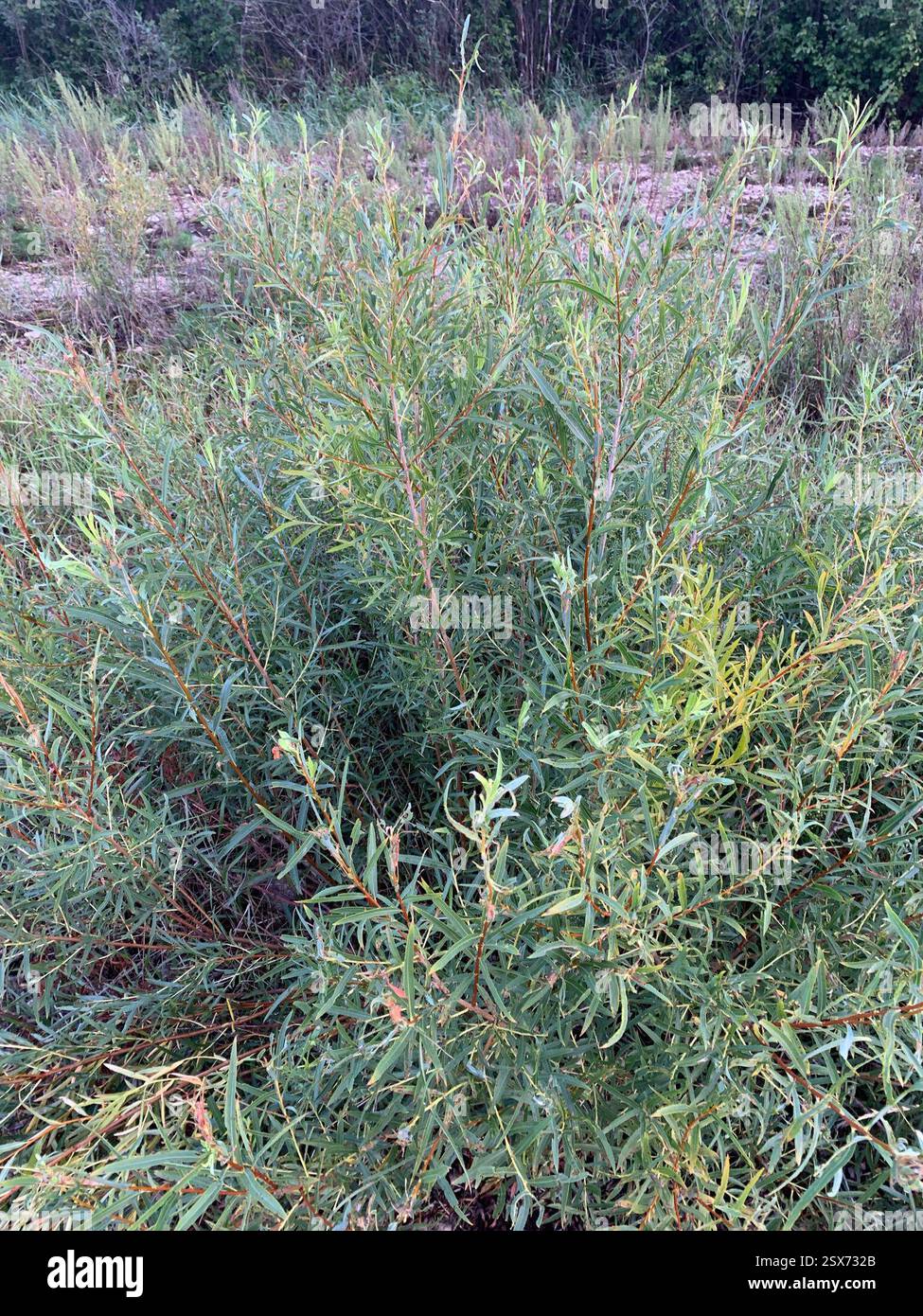 interior sandbar willow (Salix interior), Plantae, Lac la Biche, Lac la ...