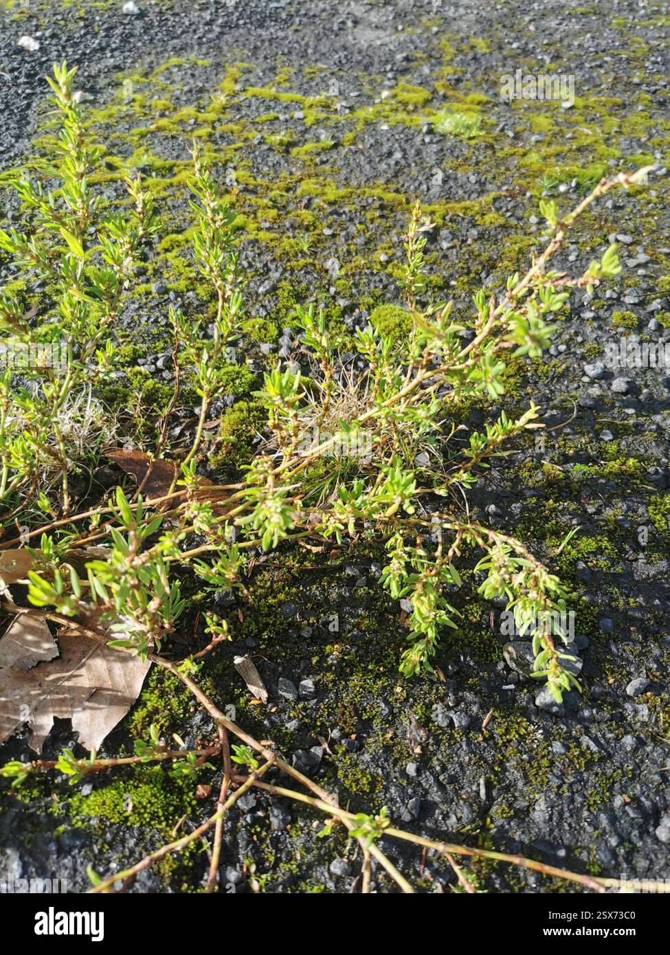 Common Knotgrass Complex (Polygonum aviculare), Plantae, Pasadena Shops ...