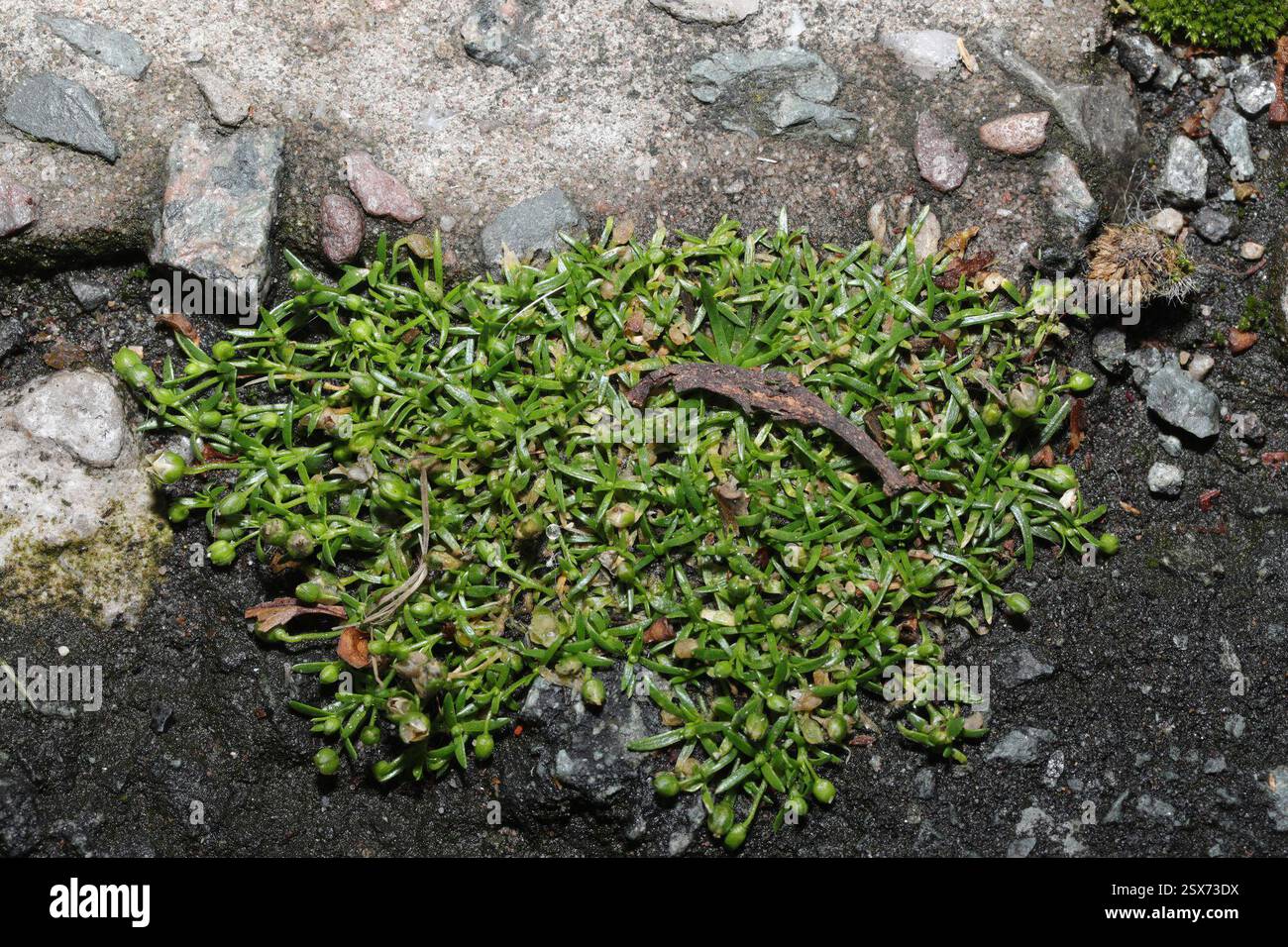 Procumbent Pearlwort (Sagina procumbens), Plantae, Fairfield Road ...