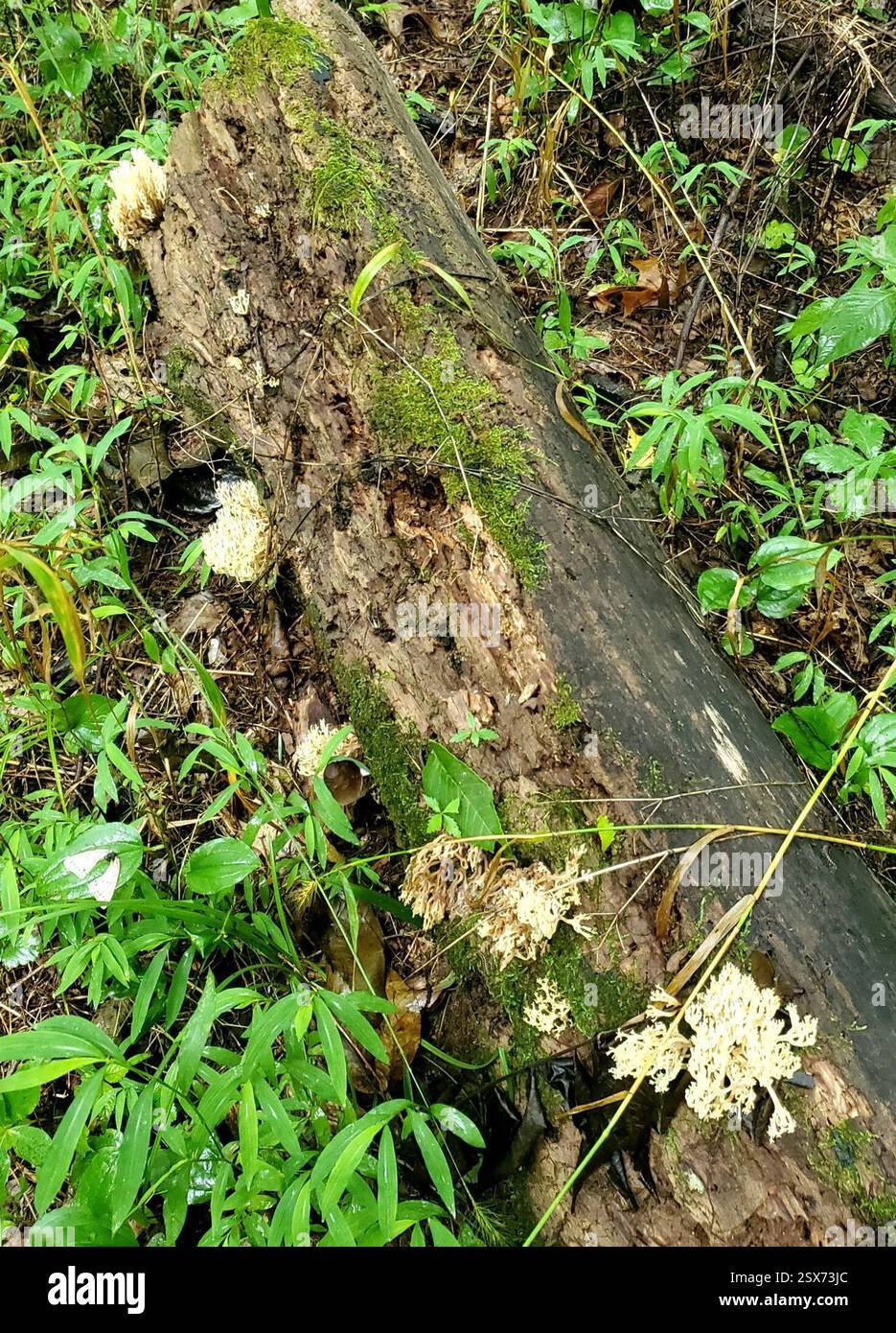 crown-tipped coral fungus (Artomyces pyxidatus), Fungi, Lexington, KY ...