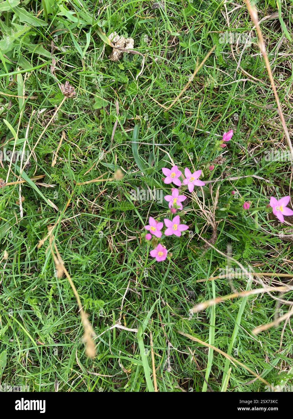 Lesser Centaury (Centaurium pulchellum), Plantae, Ham Hill Country Park ...
