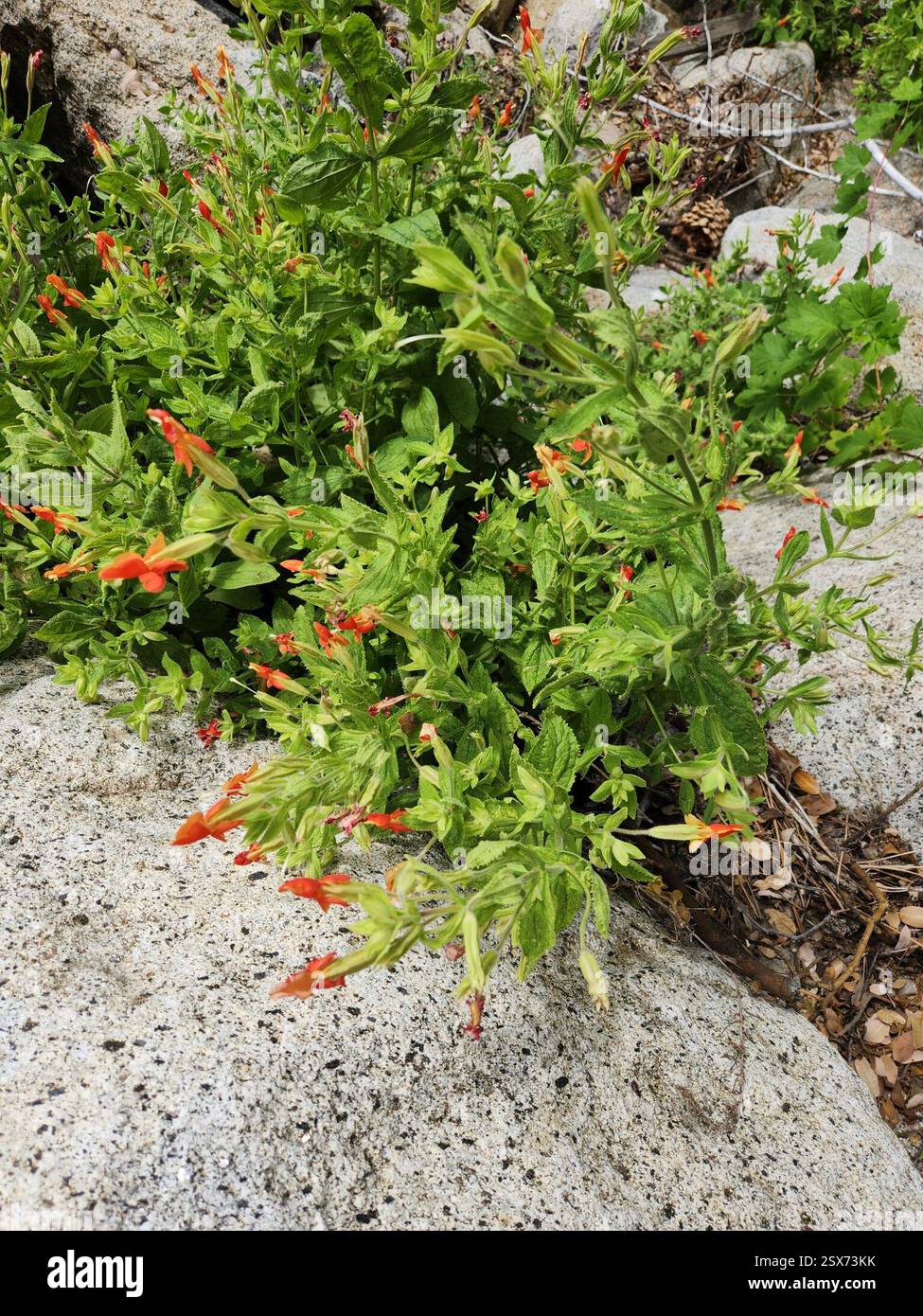 scarlet monkeyflower (Erythranthe cardinalis), Plantae, Banning, CA ...