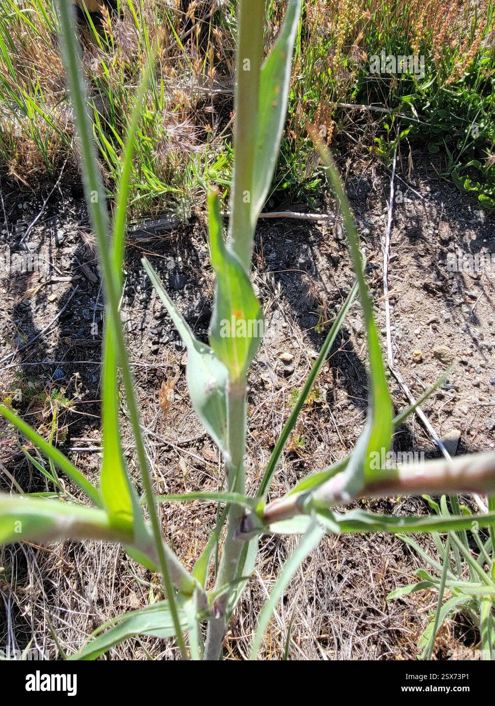 Salsifies (Tragopogon), Plantae, Shaver Lake, CA, USA Stock Photo - Alamy