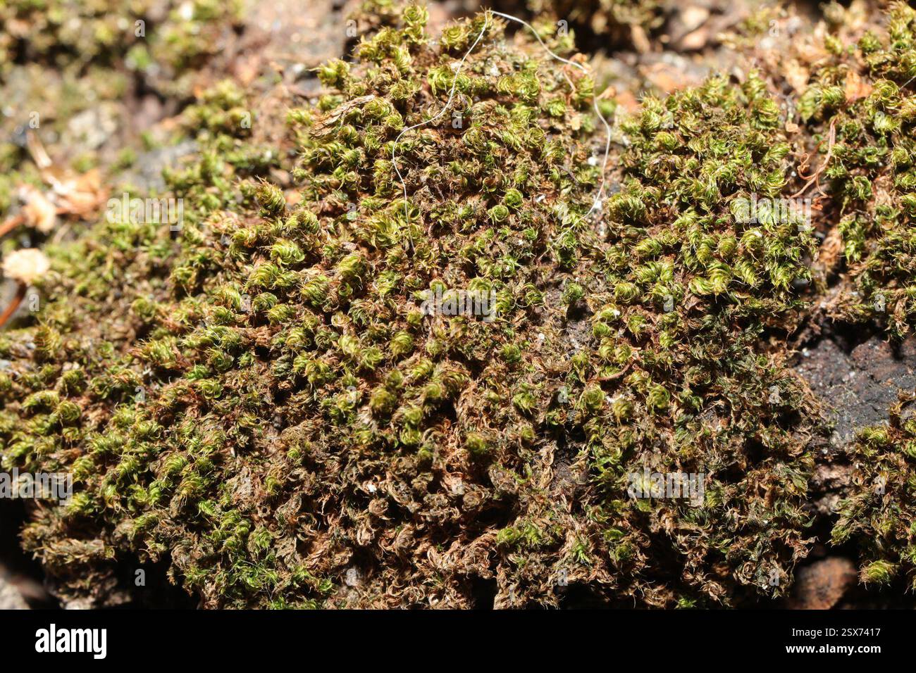 Twisted Moss (Tortella tortuosa), Plantae, Hale Park, High Street, Hale ...
