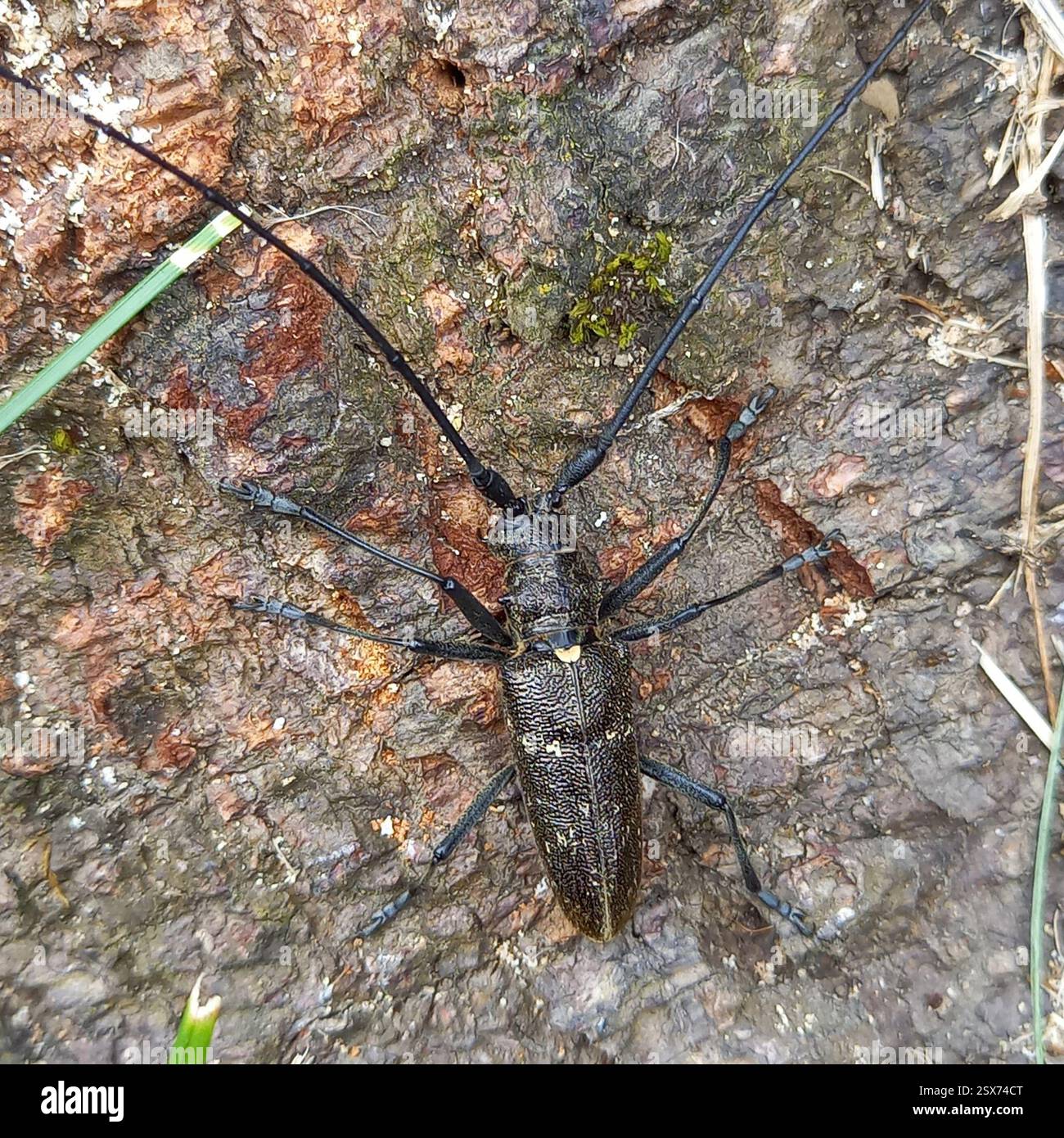 Carpenter Sawyer Beetle (Monochamus sartor), Insecta, Končitá 21, 027 ...