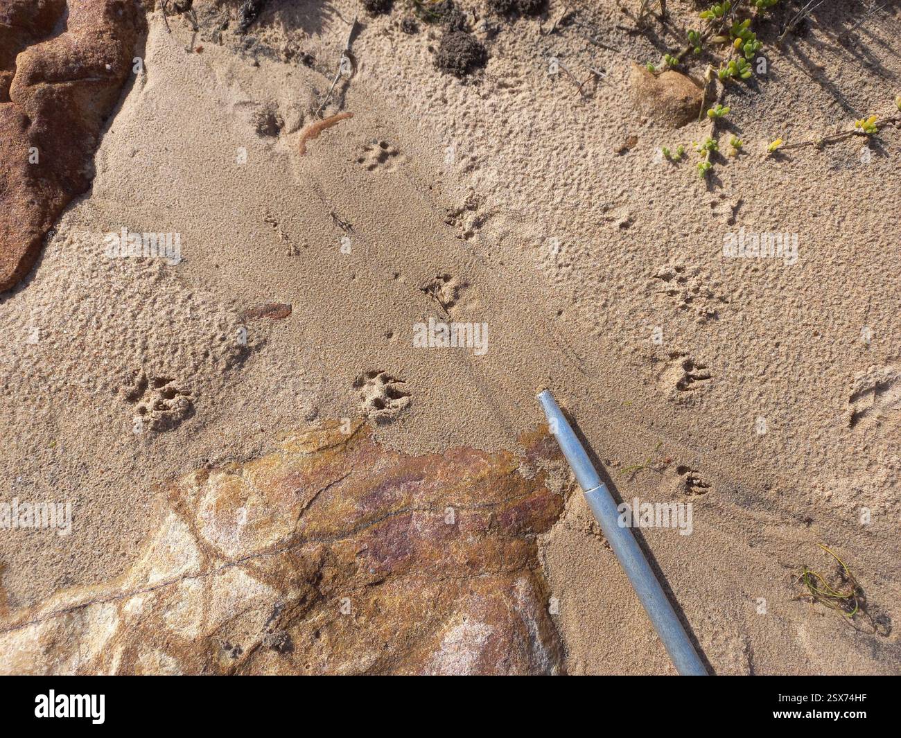 Cape Grey Mongoose (Herpestes pulverulentus), Mammalia, Cape Peninsula ...